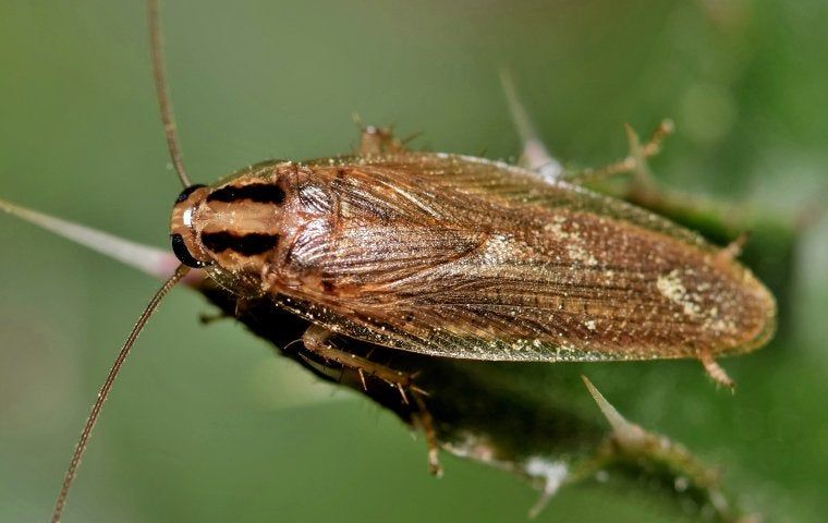 The Key To Total Cockroach Control For Spokane Properties | Backwoods ...